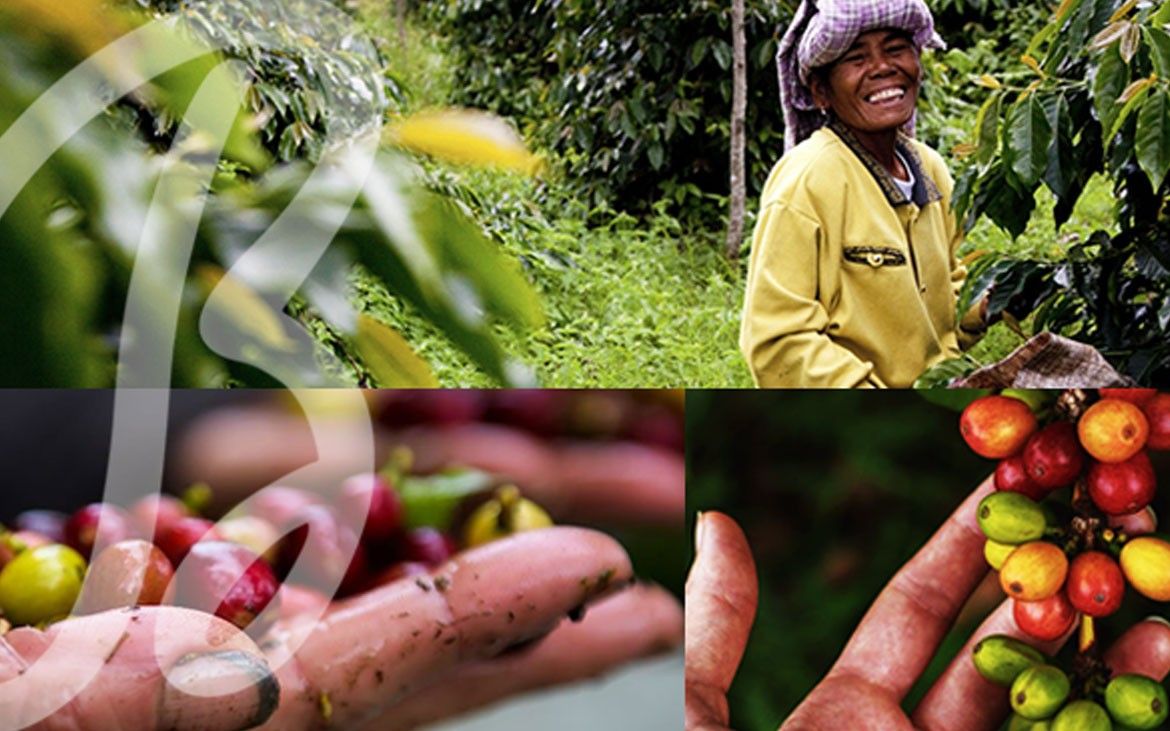 La pianta di caffè: origini e caratteristiche - Barbera 1870 Spa
